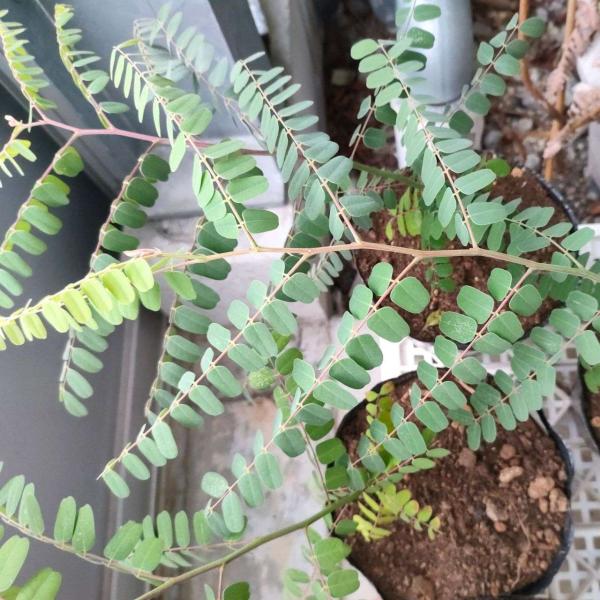 ローズ・シャワーツリーは、赤みのあるピンク色の花を咲かせる熱帯の花木です。羽状の大きな葉をもちます。温かい地域では観賞用や街路樹としても植えられています。・学名：Cassia marginata・生育地：インド亜大陸や東南アジア・耐暑性：◯...