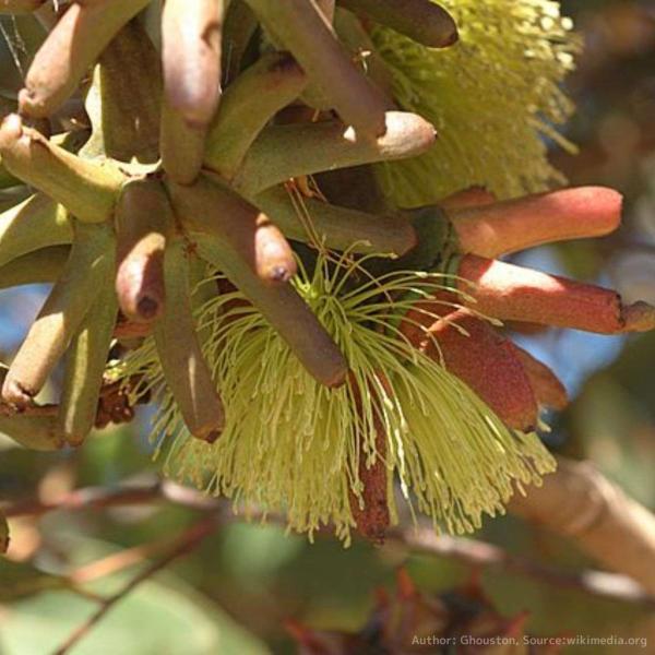 ユーカリ・コンフェルミナータは、フサフサした花を咲かせ、奇妙な蕾や果実をもつ小〜中型のユーカリです。多くの細長い蕾を伸ばして、花を咲かせた後には、蕾・果実は幅が5センチ前後の球形になります。・学名：Eucalyptus conferrumi...