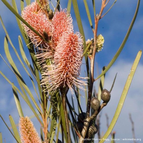 ハケア・マルチリネアータは、鮮やかな花を咲かせ、細長い葉をもつオージープランツです。特徴的な花と葉をもつことから、観賞用の庭木や花束として利用されます。「マルチリネアータ」は、ラテン語の「多くの」と「細い平行線」に由来します。・学名：Hak...