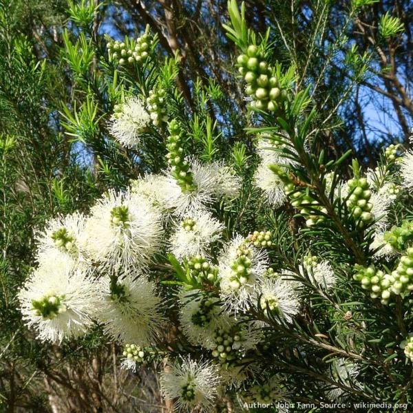 ラベンダーティーツリーは、クリーム色の花を咲かせ、細長く繊細な葉をもつオージープランツです。葉からの精油は、ロザリナ精油（ラベンダーティーツリーオイル）として有名です。アロマオイルや石鹸、薬用などに用いられています。また、先住民族は葉の精油...