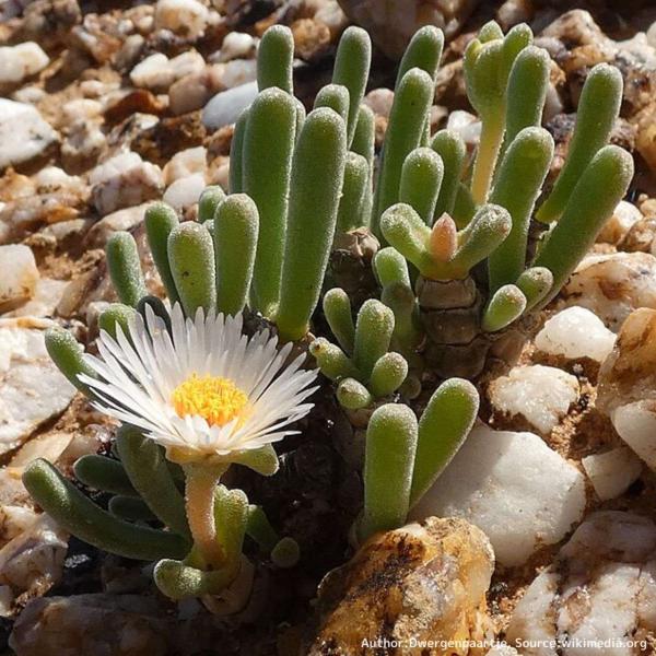 モニラリア・モニリフォルミスは、うさぎの耳と例えられる、南アフリカの多肉植物です。先端がピースのような形になり、「バニー・イヤー」とも呼ばれます。基部が硬質化し、コーデックスのように仕立てられることもあります。冬型のため、夏には成長が停滞ま...