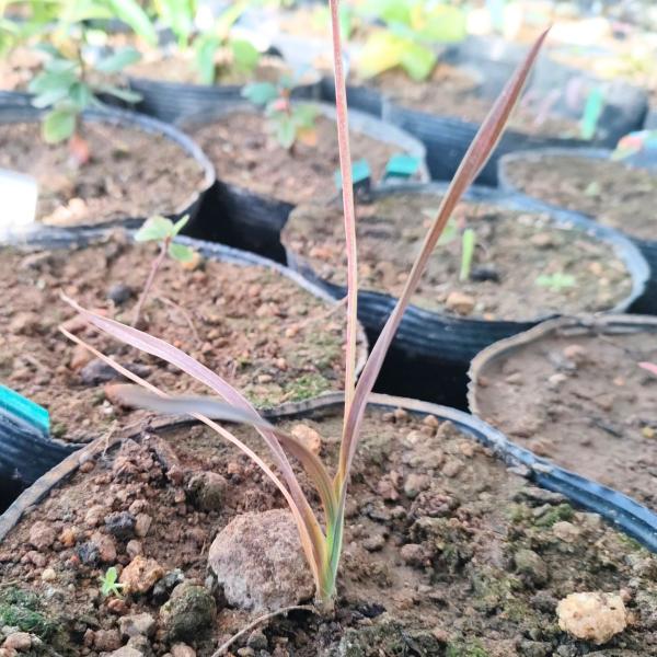 フォルミウム・クキアヌム・パープルは、深い紫色の細長い葉がロゼット状に広がる多年草のオージープランツです。園芸用の植物として庭園の草花として利用されています。その引き立つ色合いから混色植栽や水辺のアクセントにもされています。・学名：Phor...