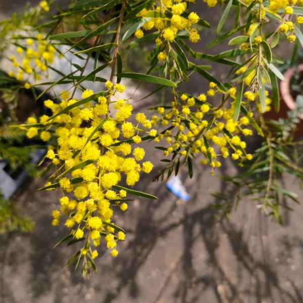 アカシア・ブリスベンは、コンパクトな細葉をもち、穂状の花を咲かせる中型のアカシア（ミモザ）です。観賞用の花木としても人気があります。「フィンブリアータ」はラテン語の「縁に飾りがある」を示します。・学名：Acacia fimbriata・生育...