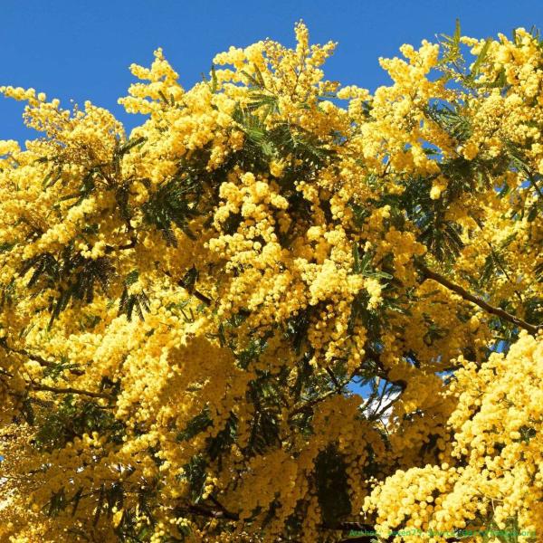 フサアカシアは、沢山の黄色の花を咲かせ、羽状の葉をもつ中型のアカシア（ミモザ）です。世界中で栽培され、ヨーロッパ等でも花束として利用されています。花からの精油は、香水や石鹸、化粧品などにも利用されています。英国王立園芸協会からは庭での植栽で...