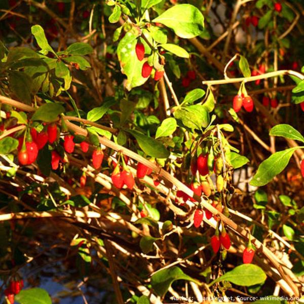 クコ（枸杞）は、オレンジ色の果実を持つナス科の花木です。薄紫色の花を咲かせ、園芸用にも植えられています。クコ茶などに利用されるほか、中国では漢方薬に用いられることがあります。・学名：Lycium chinense・生育地：東南アジア・耐暑性...