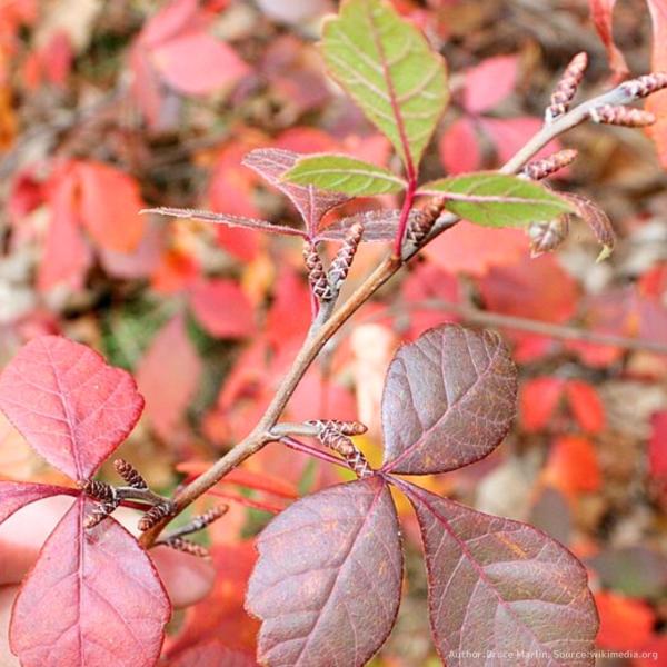 ルス・アロマティカは、北アメリカのウルシ科の花木であり、紅葉の時期には葉が赤色や紫色に染まります。フラグラント・スマック（香りのよいウルシ）とも呼ばれ、葉枝には柑橘系の香りがあります。・学名：Rhus aromatica・生育地：アメリカや...