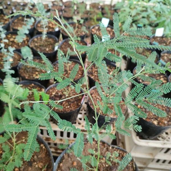 アカシア ・デアネイは、羽状の葉をもち、穂状の花を咲かせる中型のアカシア（ミモザ）です。観賞用の花木としても利用されています。ディーン・ワトル（Deane’s wattle）とも呼ばれます。・学名：Acacia deanei・生育地：オース...