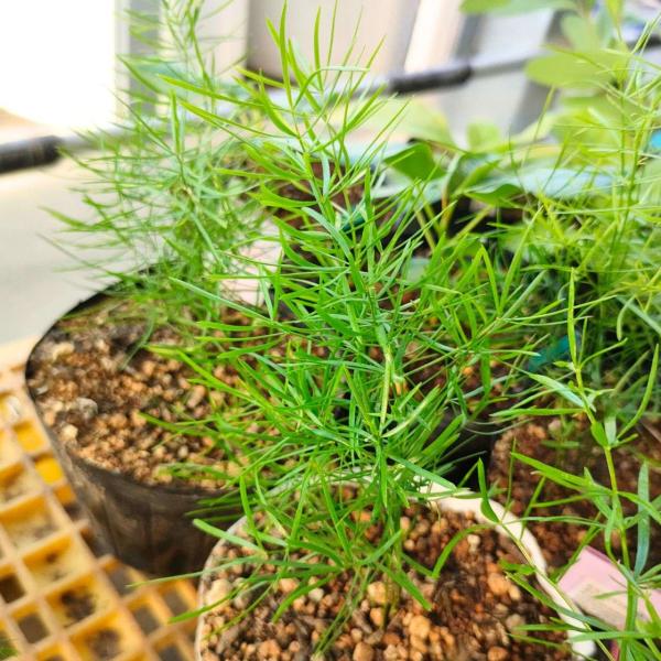 アスパラガス・スプレンゲリは、細長い小葉をもつアフリカの熱帯植物です。黄緑色の細葉は涼しげな雰囲気があります。半日陰でも育ち、小型〜中型の観葉植物としても利用されています。寒い時期などに地上の葉が枯れても、地中の塊茎が生きていれば新たな芽が...
