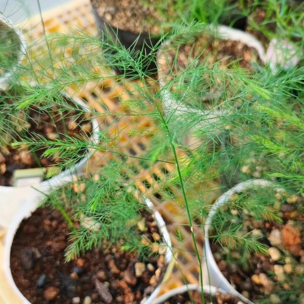 アスパラガス・ヴィルガツスは、糸状の細い葉をもつアフリカの熱帯植物です。柔らかな糸葉は涼しげな雰囲気があり、フラワーアレンジメントの素材にもなっています。半日陰でも育ち、塊茎をもつ丈夫な植物なので、小型や中型の観葉植物としても使用されます。...