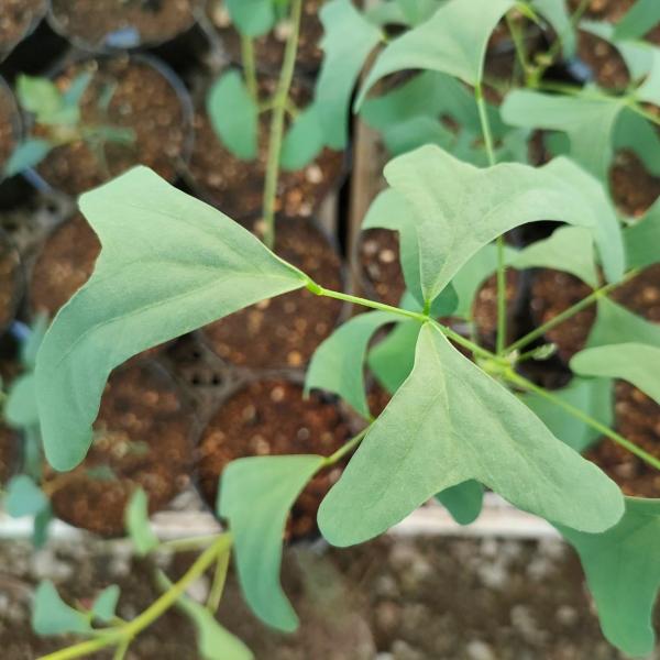 エリスリナ・ベスペルティリオは、独特の葉をもつオージープランツ/観葉植物です。葉は、コウモリの羽ばたきやチョウにも例えられます。「ベスペルティリオ」はラテン語の「コウモリ」を意味します。・学名：Erythrina vespertilio・生...