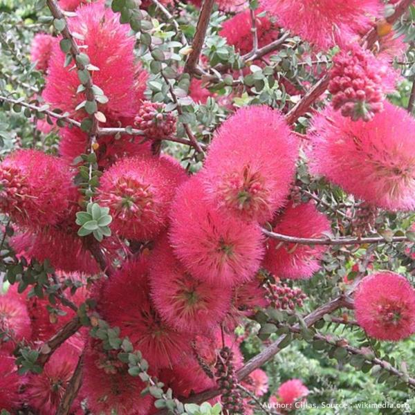 メラレウカ・エリプティカは、ボトルブラシ状の花を咲かせるオージープランツの花木です。乾燥や潮風に強く、生け垣や風避けにも利用されます。「エリプティカ」は、ラテン語の「楕円形の」を意味します。「グラナイト(花崗岩)・ボトルブラッシュ」とも呼ば...