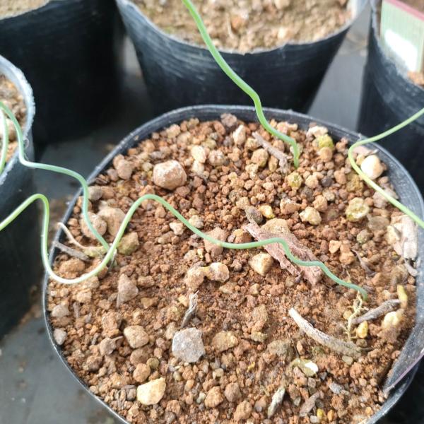 オーニソガラムは、オーニソガラム属の多年生球根植物です。細い葉をもち、細長い花茎になります。・学名：Ornithogalum sp.・耐暑性：◯（猛暑には涼しい環境を推奨）・耐寒性：△（0度付近、ときどきマイナス気温の程度）・水やり：乾燥気...