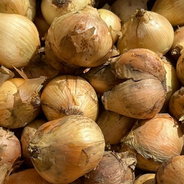 ■【選果落ち 訳あり品】規格外 選果落ちの為、規格外の訳あり商品になります。一般にはあまり流通しておりません。あくまでも家庭用になり、加工品に最適です。サイズは基本的に不揃いです。また、表皮に若干のシミや傷や黒点、変形、変色のある場合が多い...