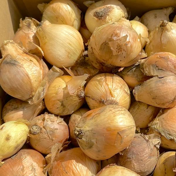 ■【選果落ち 訳あり品】規格外 選果落ちの為、規格外の訳あり商品になります。一般にはあまり流通しておりません。あくまでも家庭用になり、加工品に最適です。サイズは基本的に不揃いです。また、表皮に若干のシミや傷や黒点、変形、変色のある場合が多い...