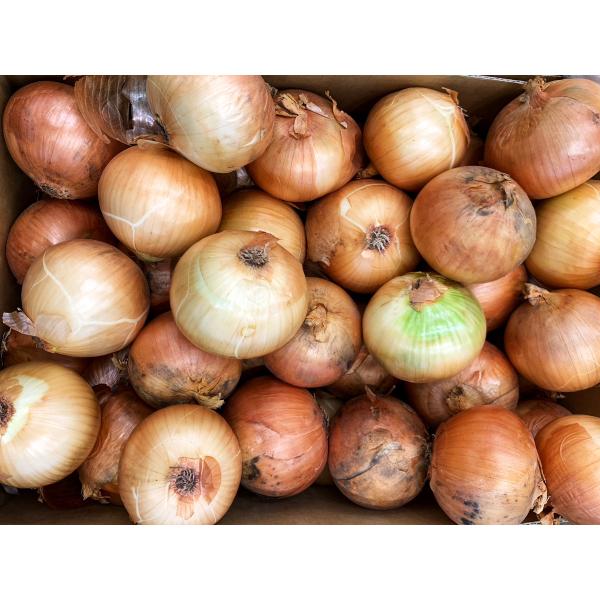 【規格外 訳あり】 規格外のため、一般にはあまり流通しておりません。あくまでも家庭用になります。サイズは基本的に不揃いです。また、表皮に若干のシミや傷や黒点、変形、変色のある場合が多いです。※容姿等に拘りのある方や品質をお求めの方はご購入を...