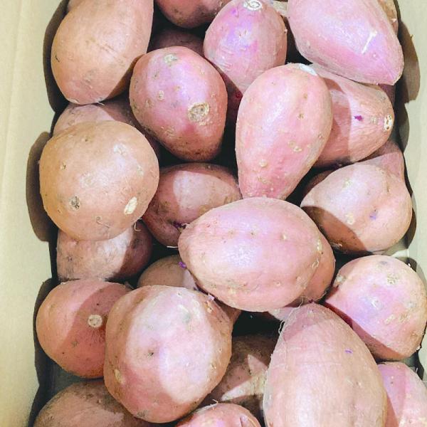 ■【優品 訳あり品】自宅用訳あり品 主に一般向けとしてディスカウントスーパーなどに流通する場合が多く、ご家庭用になります。サイズの不揃いが多く、表皮に若干のシミや傷や黒点、変形、変色のある場合がございます。また、先端をカットしているものも含...