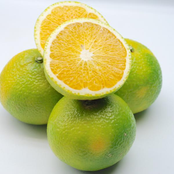 【発売日：2025年12月19日】■商品名　 スイートスプリング■産地　熊本県産■内容量　箱込み 約5kg※大きさによって、重さは多少前後します。■【商品コード】002■【品質】【優品 訳あり】 ※ご注意：発送後は、食品の性質上お客様都合の...