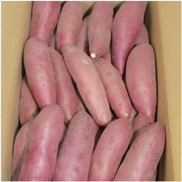 ■【規格外 訳あり品】自宅用訳あり品 主に一般向けとしてディスカウントスーパーなどに流通する場合が多く、ご家庭用になります。サイズの不揃いが多く、表皮に若干のシミや傷や黒点、変形、変色のある場合がございます。また、先端をカットしているものも...