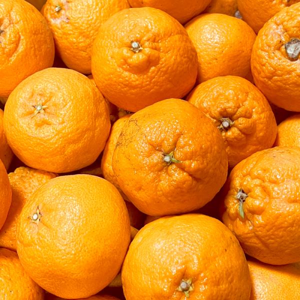 ■商品名　小玉 デコみかん 不知火柑■産地　熊本県産■内容量　約2kg　（小玉サイズ）※大きさによって玉数や重さは前後します。■【商品コード】003■【品質】【 訳あり品 】 ※ご注意：発送後は、食品の性質上お客様都合のキャンセルはできませ...
