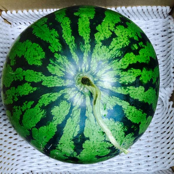 【発売日：2026年06月01日】【商品名】熊本県産 大玉すいか 【内容量】 1玉（ 約6キロ以上）【産地】熊本県※※入手困難な場合はその他の地域になります。【商品コード】002【品質】【規格外訳あり】【キャンセルについて】大変申し訳ござい...