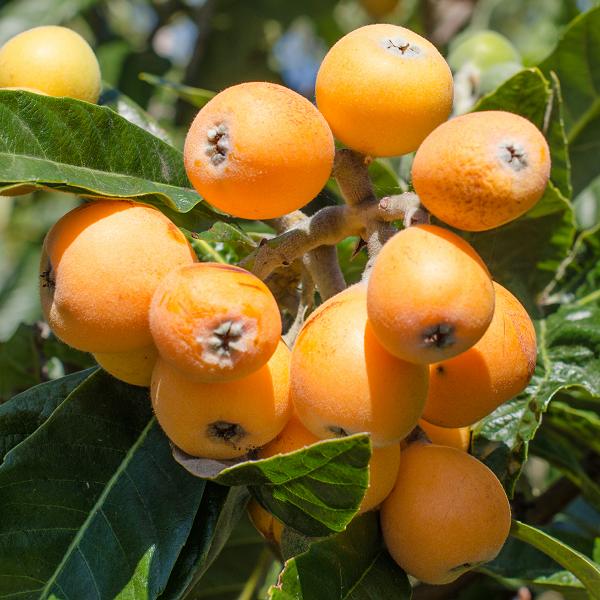 【発売日：2026年05月16日】■【品質】【特A優品 】 主に一般向けとして百貨店やスーパーなどに流通する場合が多いです。 果物自体の形が若干悪い・小さなキズがある等、見た目が少し悪いですが、食味は「秀品」・「優品」の違いはありません。【...