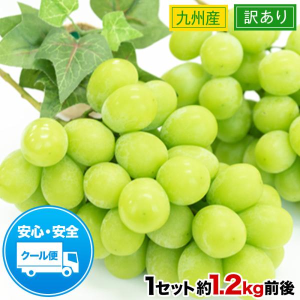 名称 シャインマスカット原産地 九州産内容 シャインマスカット・1kg-1.2kg前後賞味期限 生ものですのでなるべくお早めにお召し上がりください。保存方法 冷蔵便でのお届けとなりますので必ず冷蔵庫で保存してください。配送方法 ヤマト運輸、...