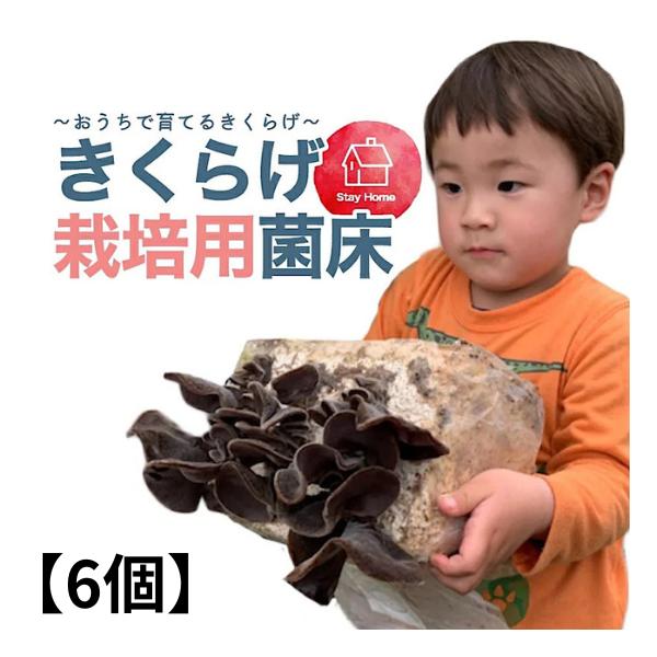 今話題の食材『きくらげ』ご自宅で楽しく、おいしく、学びながら、育ててみませんか？夏の自由研究やお子様との食育に最適です！収穫したら、普段の食事にちょっとした食感のアクセントを。※収穫後は、家庭菜園の肥料やカブトムシ・クワガタの圃場として使用...