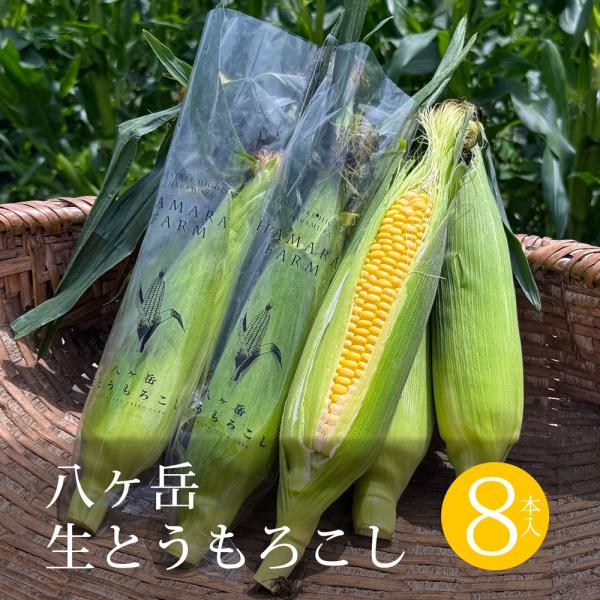 「その一粒一粒がメロンのように甘い」信州八ヶ岳山麓で生産される、生で食べられるとうもろこしです。（長野県産）マツコの知らない世界でも紹介された逸品を、朝穫れその日のうちに発送！！ギフトボックスで発送します。(写真と異なるタイプの場合もあります)