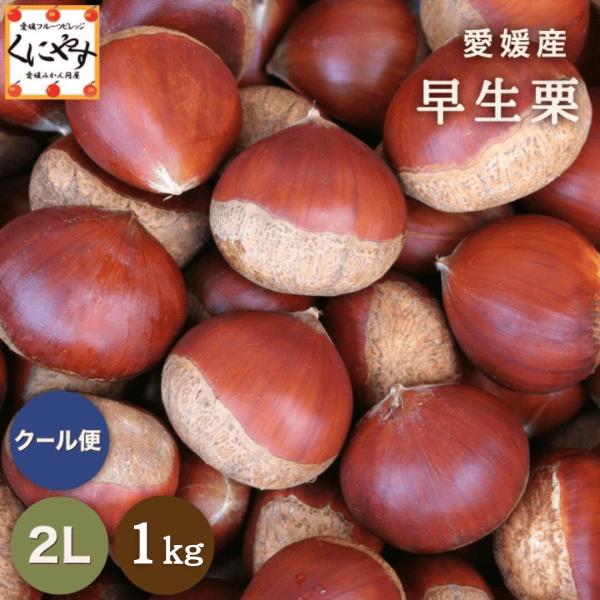 愛媛県産の生栗/2Lサイズ/栗ご飯や甘露煮、モンブランなど様々なお料理にご使用いただけます。