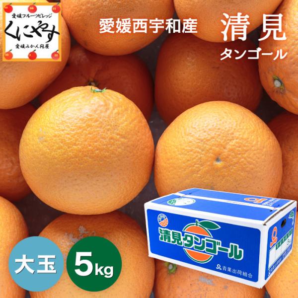 愛媛/清見/清見/タンゴール/みかん/オレンジ