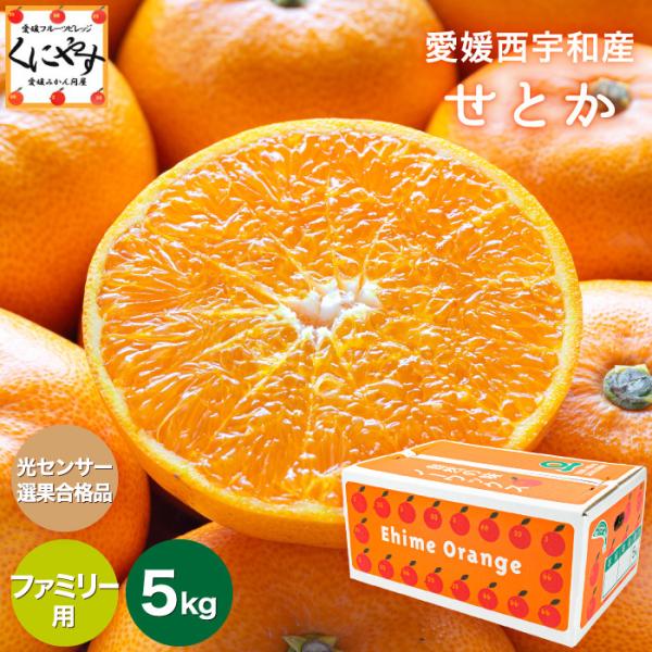 蜜柑/みかん/グルメ/お取り寄せ/グルメ/産地応援/見た目綺麗/ギフト/贈答/