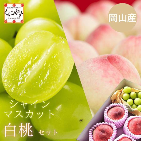 【発売日：2025年05月08日】岡山産 白桃 シャインマスカット/詰め合わせ/約1.6kg/7月11日〜7月31日頃発送