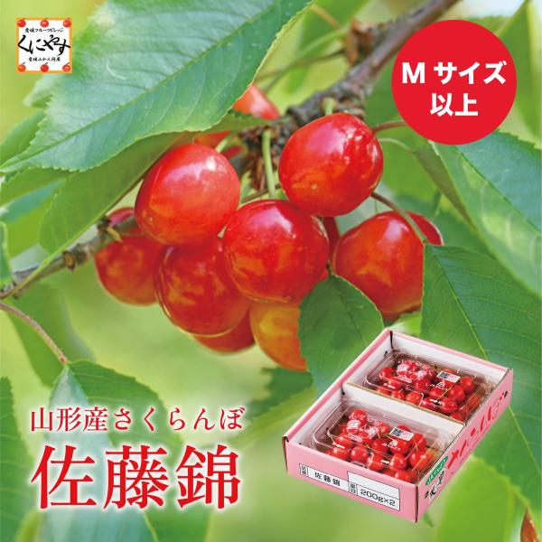 【発売日：2025年04月14日】山形産 さくらんぼ/佐藤錦/Mサイズ以上/180g×2パック（約360g）/6月中旬〜下旬頃発送予定