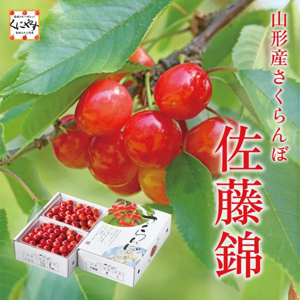 【発売日：2025年04月14日】山形産 さくらんぼ/佐藤錦/500g×2パック/Lサイズ/6月中旬〜下旬頃発送予定