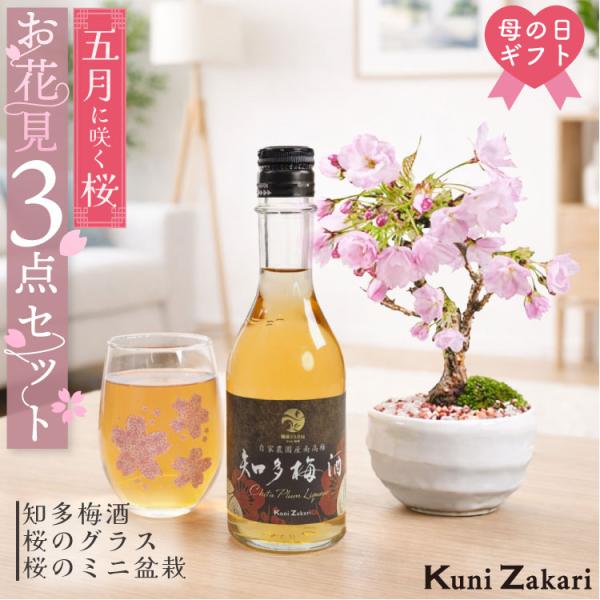 開花調整された桜と梅酒とグラスの3点セット数量ものの商品です。 メインの写真は5月頃の姿です。※数量物の為、若干の高さ、枝ぶり、鉢の種類が異なる場合があります。※ラッピング、メッセージカード付きの商品になります。※桜の開花は少しでも長く楽し...
