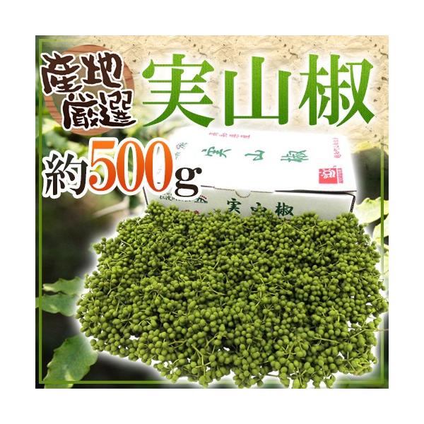 【発売日：2026年05月15日】「山椒は小粒でも、ピリリと辛い」とことわざにあるほど古くから愛されるスパイス。佃煮やちりめん山椒に！良質な実さんしょをお届けいたします！/実さんしょう/山椒の実/さんしょの実/実山椒/爆買