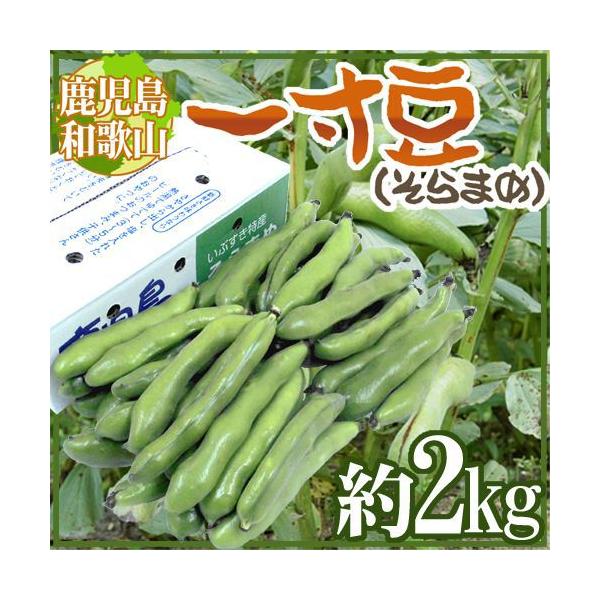 【発売日：2026年04月10日】【送料無料】ほんのり甘くてほくほく食感の春の味♪一度食べたら手が止まらない！体にもやさしいから親子のおやつやお父さんのビールのおつまみにも最高です！/空豆/蚕豆/天豆/そらまめ/ソラマメ/ソラ豆/お多福豆/...
