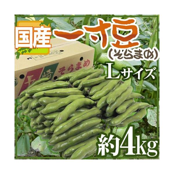 【発売日：2026年04月10日】【送料無料】ほんのり甘くてほくほく食感の春の味♪一度食べたら手が止まらない！体にもやさしいから親子のおやつやお父さんのビールのおつまみにも最高です！/空豆/蚕豆/天豆/そらまめ/ソラマメ/ソラ豆/お多福豆/...