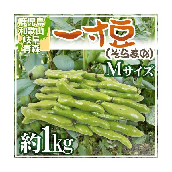 【発売日：2026年04月10日】ほんのり甘くてほくほく食感の春の味♪香りも味も別格なサヤ付きそら豆！一度食べたら手が止まらない！体にもやさしいから親子のおやつやお父さんのビールのおつまみにも最高です！鹿児島、和歌山、岐阜、青森などの国産の...