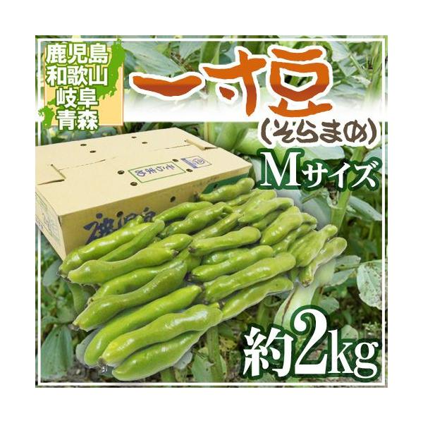 【発売日：2026年04月10日】ほんのり甘くてほくほく食感の春の味♪香りも味も別格なサヤ付きそら豆！一度食べたら手が止まらない！体にもやさしいから親子のおやつやお父さんのビールのおつまみにも最高です！鹿児島、和歌山、岐阜、青森などの国産の...