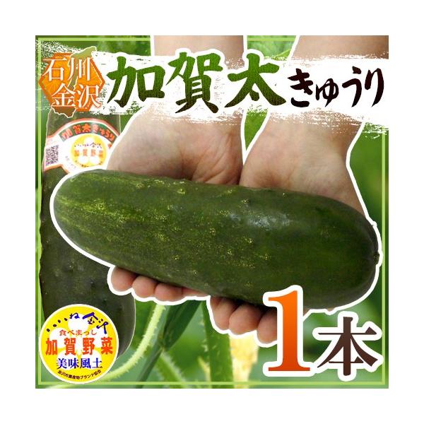 【発売日：2026年05月10日】期間限定！暑い夏にぴったり♪の加賀特産「加賀太きゅうり」！生でも加熱調理してもおいしい太きゅうりです♪「中元」/爆買