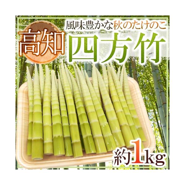 【発売日：2026年10月10日】【送料無料】土佐特産！とっても珍しい秋が旬のたけのこ！シャキシャキ食感と上品な風味がたまらない♪秋の筍ごはんや天ぷら、煮しめにも！色々使える注目の高級食材です！/1キロ/爆買