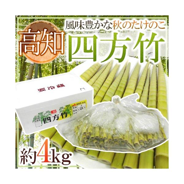 【発売日：2026年10月10日】【送料無料】土佐特産！とっても珍しい秋が旬のたけのこ！シャキシャキ食感と上品な風味がたまらない♪秋の筍ごはんや天ぷら、煮しめにも！色々使える注目の高級食材です！/4キロ/爆買