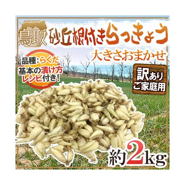 【発売日：2026年05月30日】らっきょうの名産地♪鳥取県産【砂丘らっきょう】砂地で育ったらっきょうは繊維がキメ細かく、シャキシャキに仕上がります♪らっきょう/らっきょ/ラッキョウ/ラッキョ/辣韮/土付きらっきょう/根付きらっきょう/砂付...