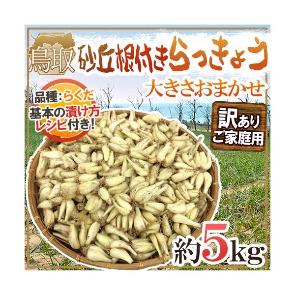 【発売日：2026年05月30日】らっきょうの名産地♪鳥取県産【砂丘らっきょう】砂地で育ったらっきょうは繊維がキメ細かく、シャキシャキに仕上がります♪らっきょう/らっきょ/ラッキョウ/ラッキョ/辣韮/土付きらっきょう/根付きらっきょう/砂付...