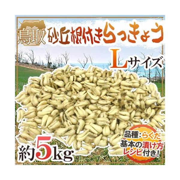 【発売日：2026年05月30日】【送料無料】鳥取県産【砂丘らっきょう】砂地で育ったらっきょうは色白で繊維がキメ細かく、シャキシャキに仕上がります♪♪/根付きらっきょう/泥つきらっきょう/ラッキョウ/鳥取らっきょう/5キロ/爆買