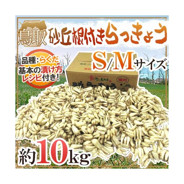 【発売日：2026年05月30日】【送料無料】鳥取県産【砂丘らっきょう】砂地で育ったらっきょうは色白で繊維がキメ細かく、シャキシャキに仕上がります♪♪/根付きらっきょう/泥つきらっきょう/ラッキョウ/鳥取らっきょう/10キロ/爆買