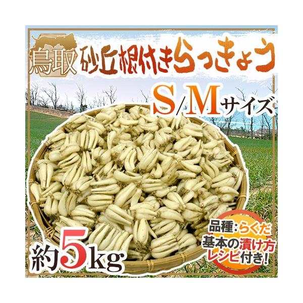 【発売日：2026年05月30日】【送料無料】鳥取県産【砂丘らっきょう】砂地で育ったらっきょうは色白で繊維がキメ細かく、シャキシャキに仕上がります♪♪/根付きらっきょう/泥つきらっきょう/ラッキョウ/鳥取らっきょう/5キロ/爆買