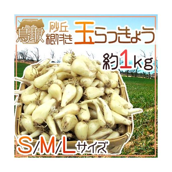 【発売日：2026年06月15日】鳥取県産【砂丘玉らっきょう】砂地で育ったらっきょうは色白で繊維がキメ細かく、シャキシャキに仕上がります♪超希少品種「玉らっきょう」限定！「根付きらっきょう」「泥つきらっきょう」「ラッキョウ」「鳥取らっきょう...