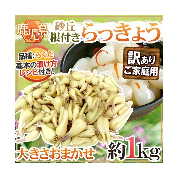 【発売日：2026年05月30日】砂丘土壌を多く持つ鹿児島の【砂丘らっきょう】！砂地で育ったらっきょうは色白で繊維がキメ細かく、シャキシャキに仕上がります♪らっきょう/らっきょ/ラッキョウ/ラッキョ/辣韮/土付きらっきょう/根付きらっきょう...